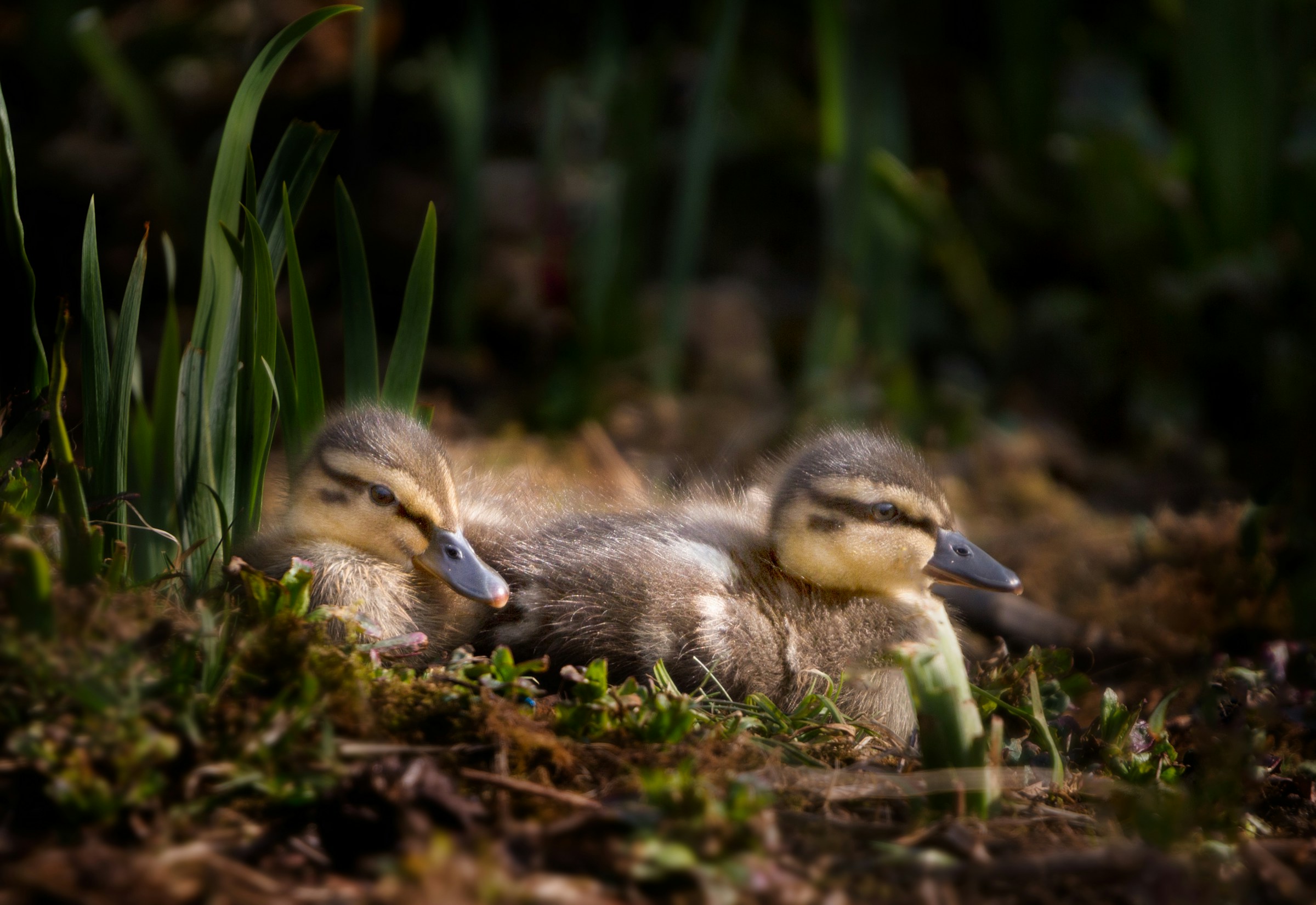 Fun with docling · Major Hayden